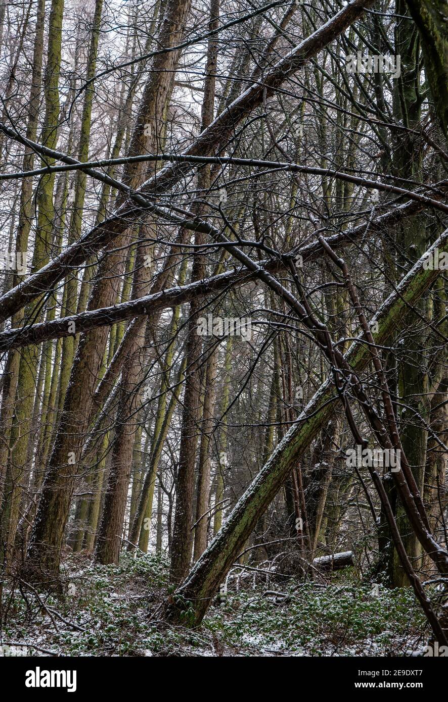 Fallen trees in a forest Stock Photo - Alamy