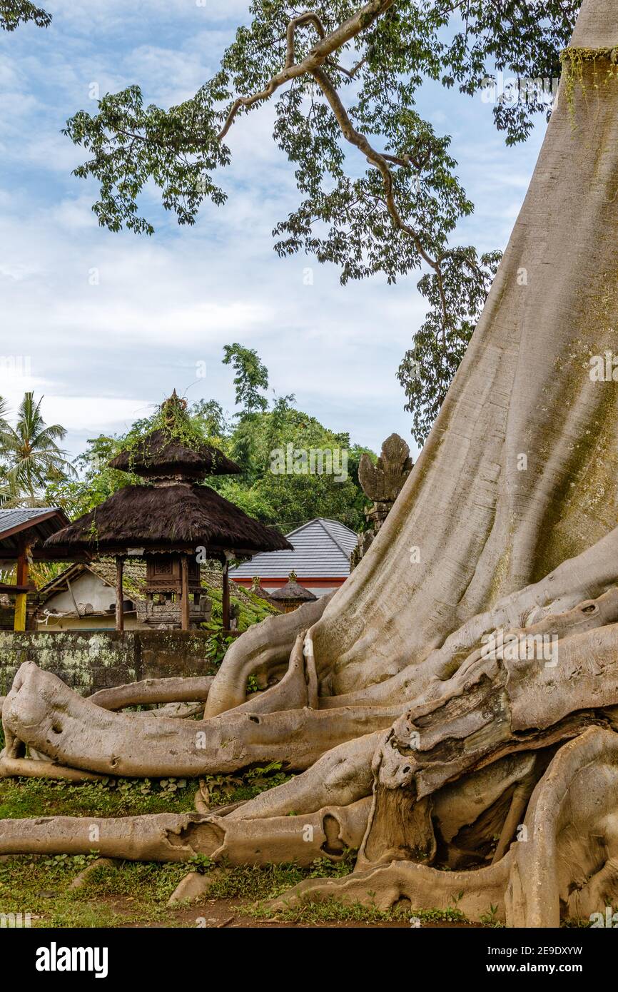 Giant Kapok Tree High Resolution Stock Photography and Images - Alamy
