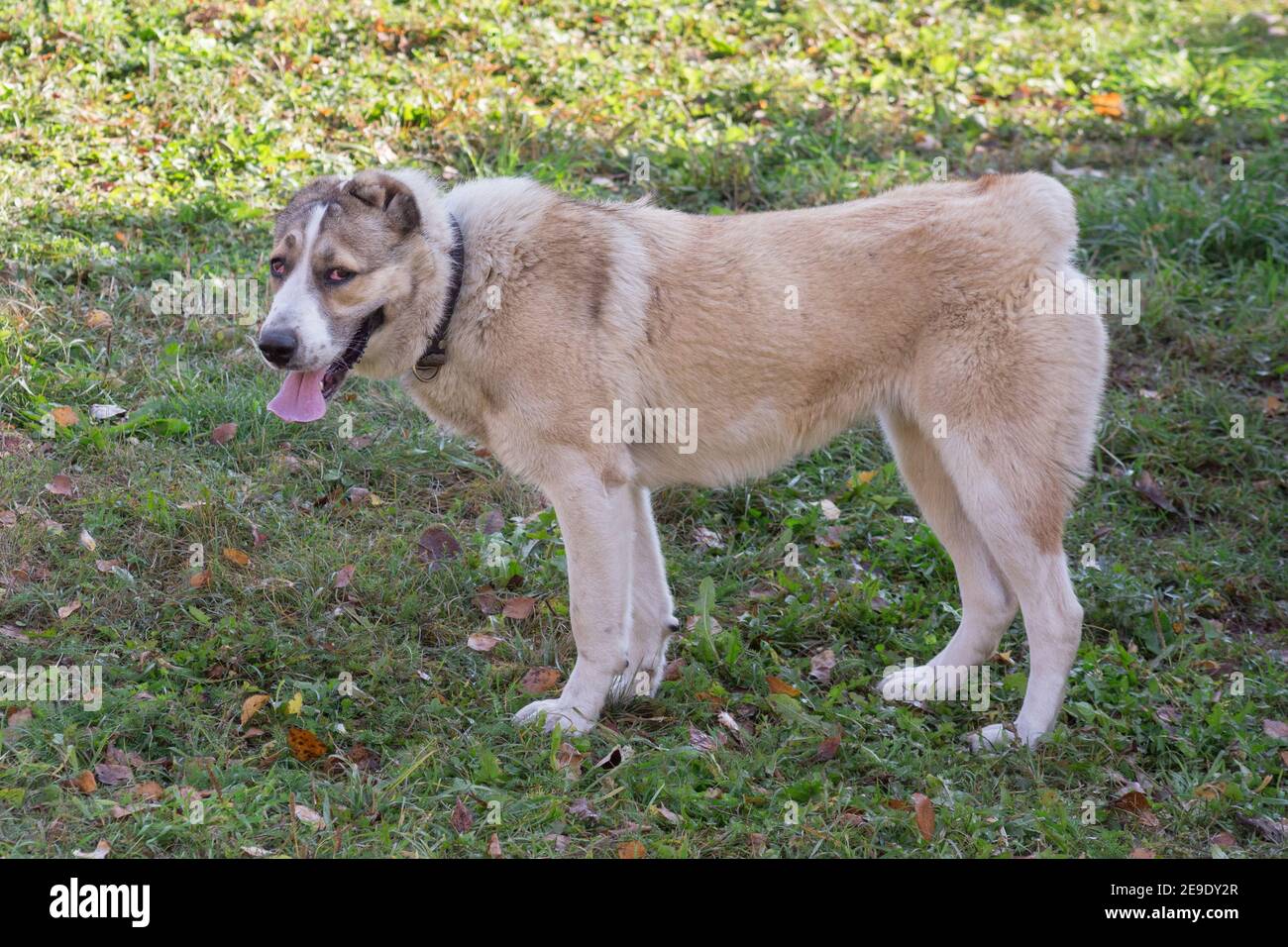 Cute central asian shepherd dog puppy is standing in the autumn park ...