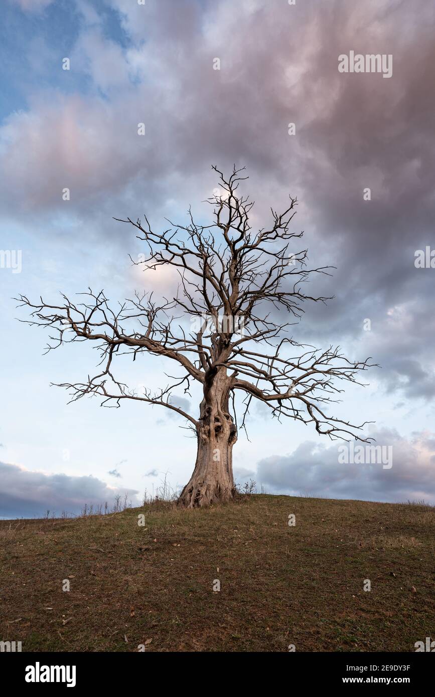 dead tree with cloudy sky Stock Photo - Alamy