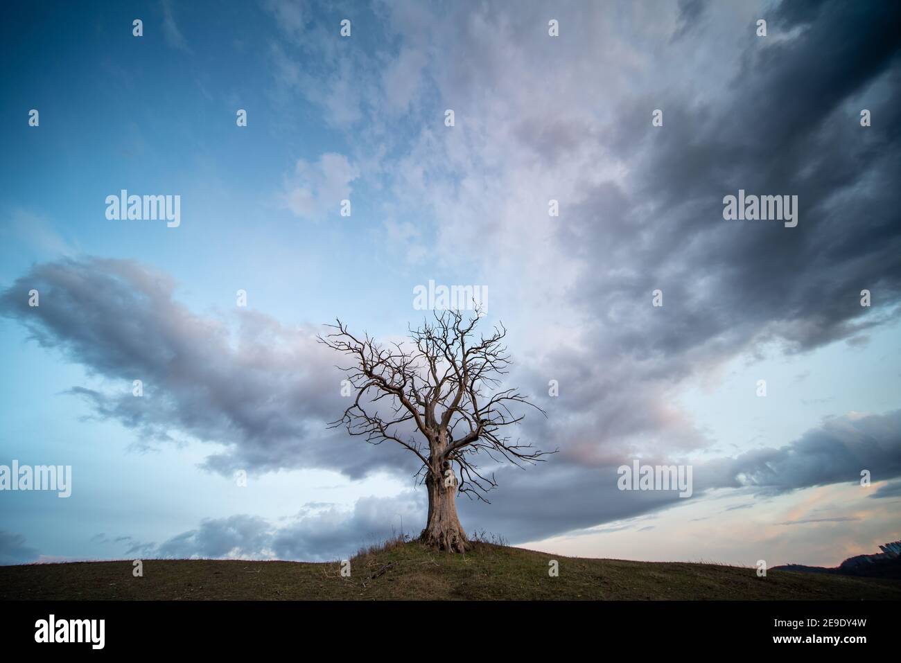 dead tree with cloudy sky Stock Photo - Alamy
