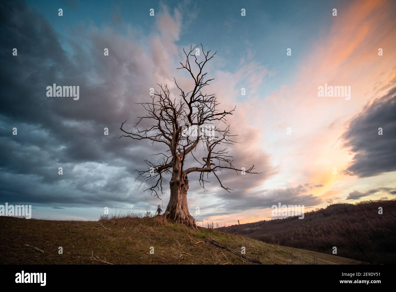 dead tree with cloudy sky Stock Photo - Alamy