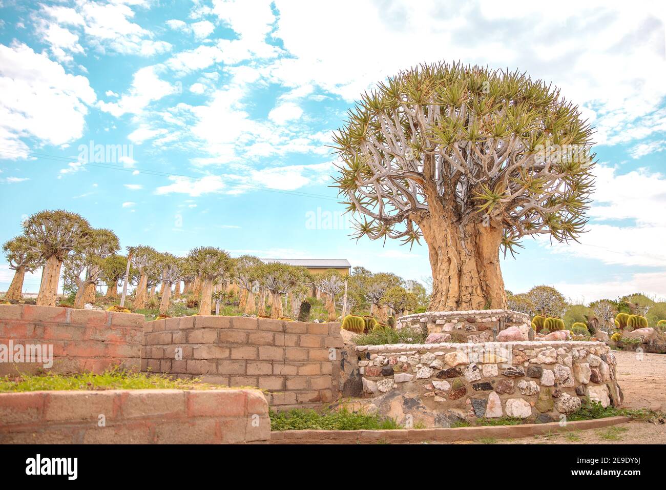 Quiver tree forest in South Africa Northern Cape Stock Photo - Alamy
