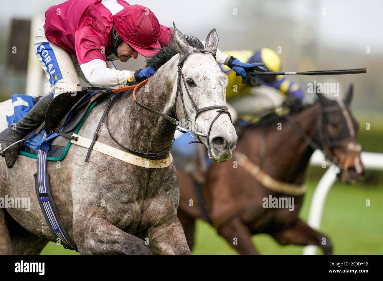 Numitor horse hi-res stock photography and images - Alamy