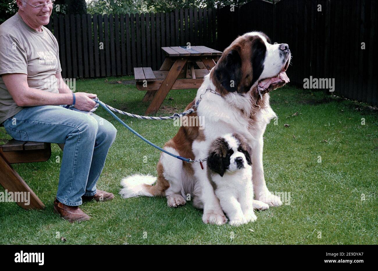 St Bernard Dogs High Resolution Stock Photography and Images - Alamy