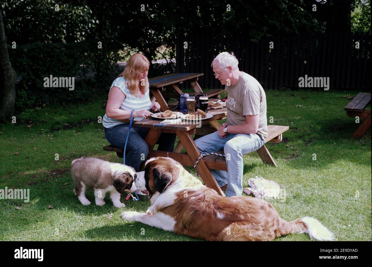 St Bernard Dogs High Resolution Stock Photography and Images - Alamy