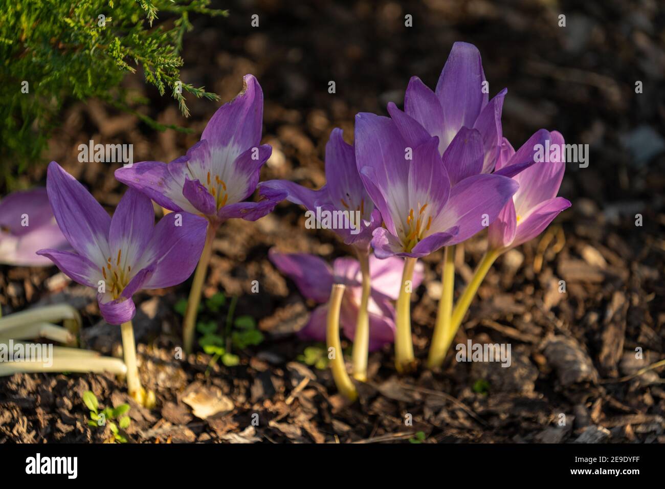 Landscape with beautiful crocuses on the ground background Stock Photo ...