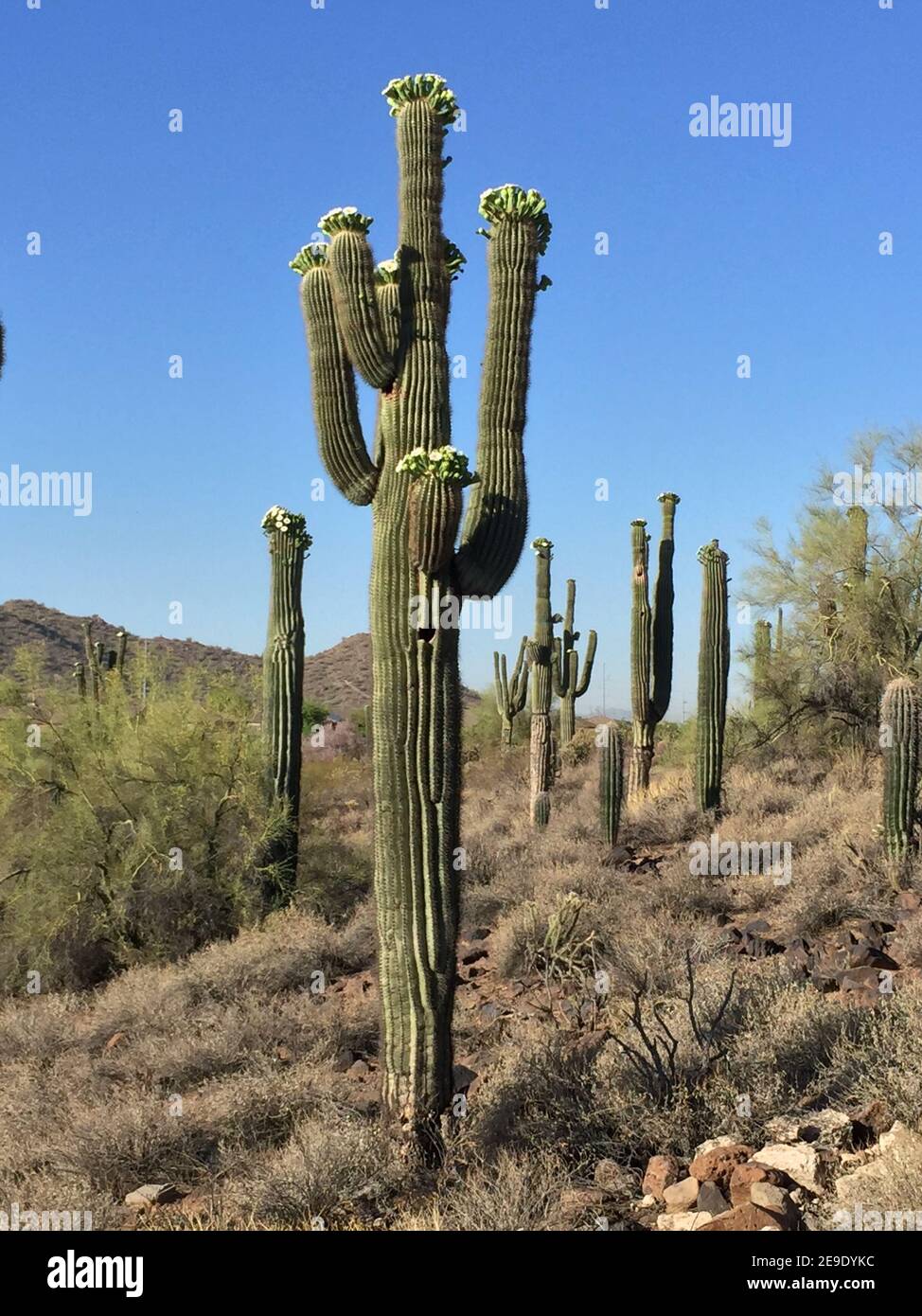 Vertical shot of a giant old saguaro cactus in the Sonoran Desert of ...