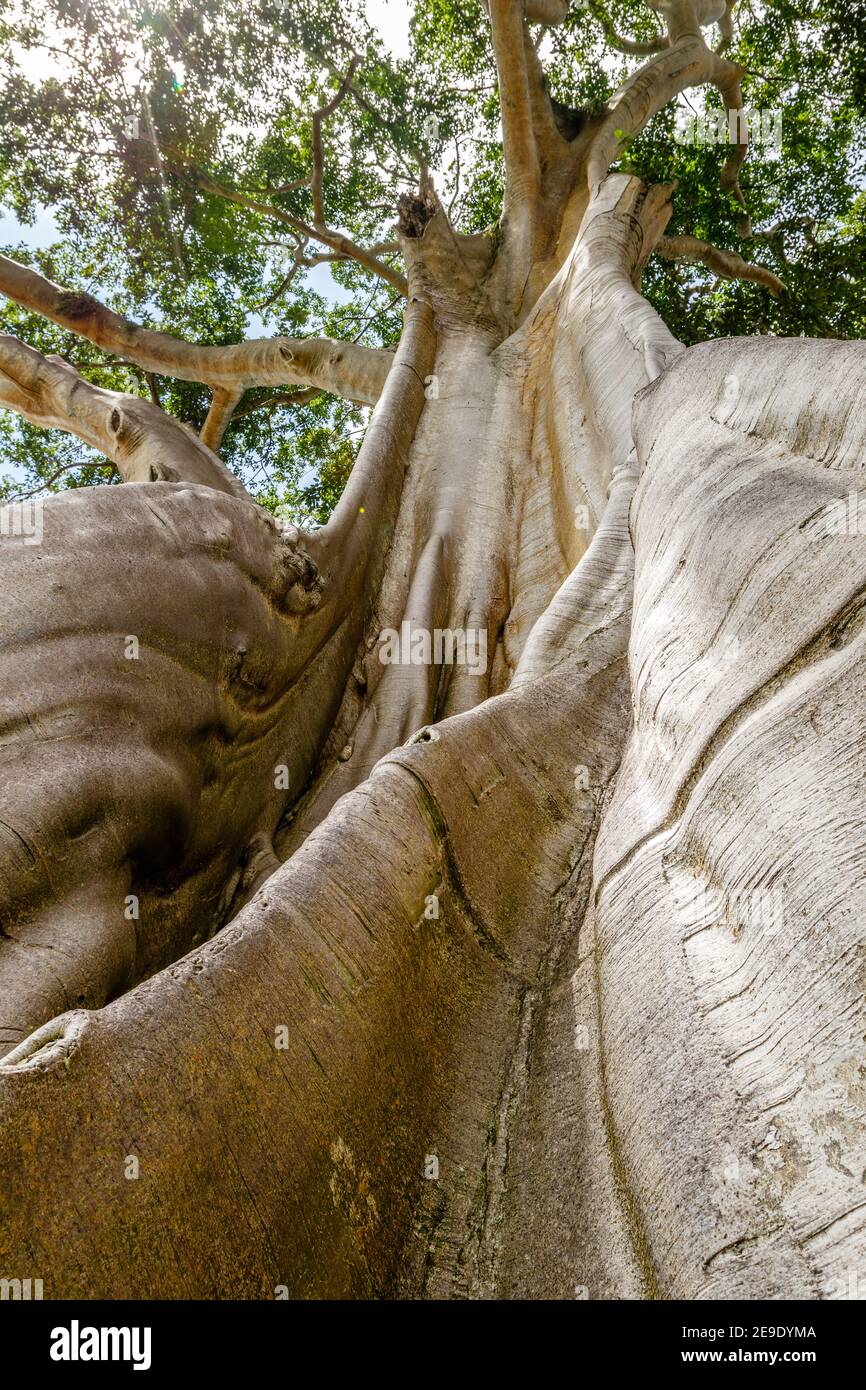 Giant Kapok Tree High Resolution Stock Photography and Images - Alamy