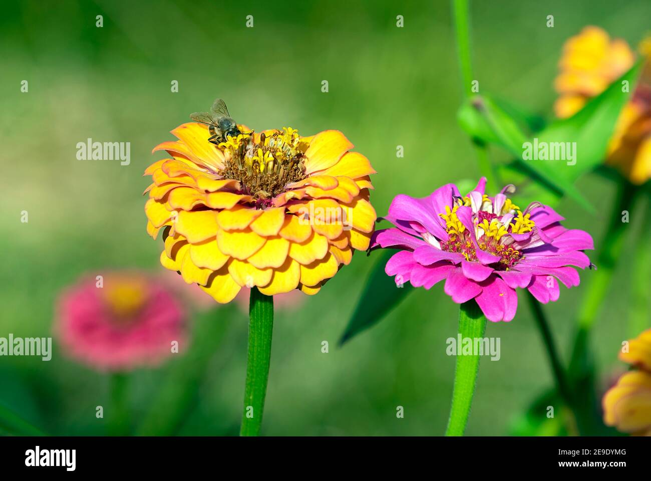 Cynia hi-res stock photography and images - Alamy