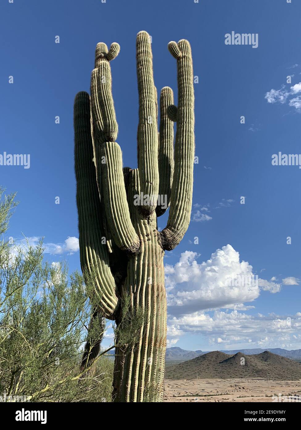 Low angle shot of a giant old saguaro cactus in the Sonoran Desert of ...