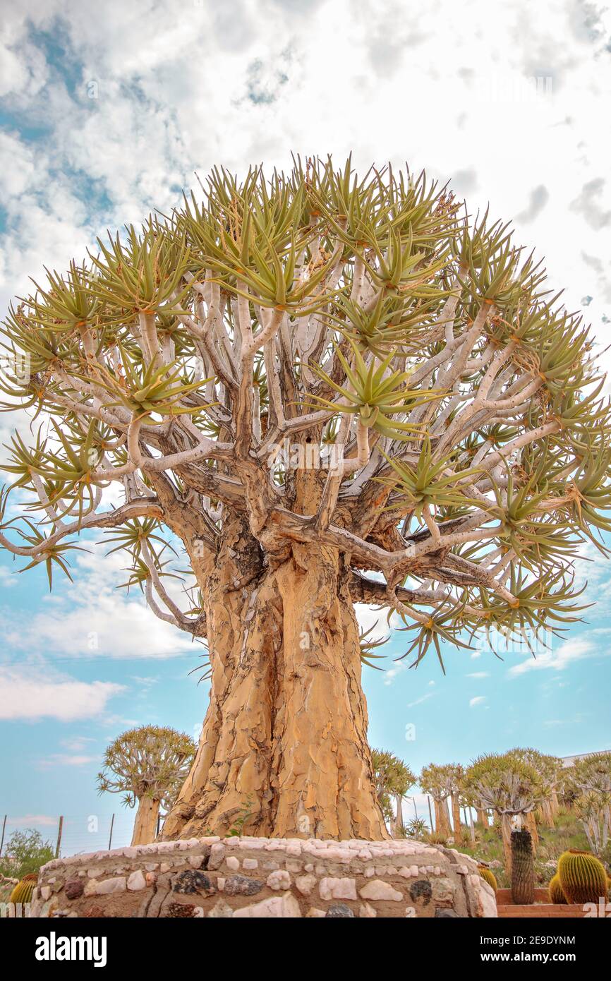Quiver tree forest in South Africa Northern Cape Stock Photo - Alamy