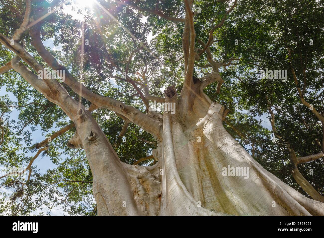 Trunk of a giant ancient Cotton tree or Kapok (Ceiba pentandra) in ...