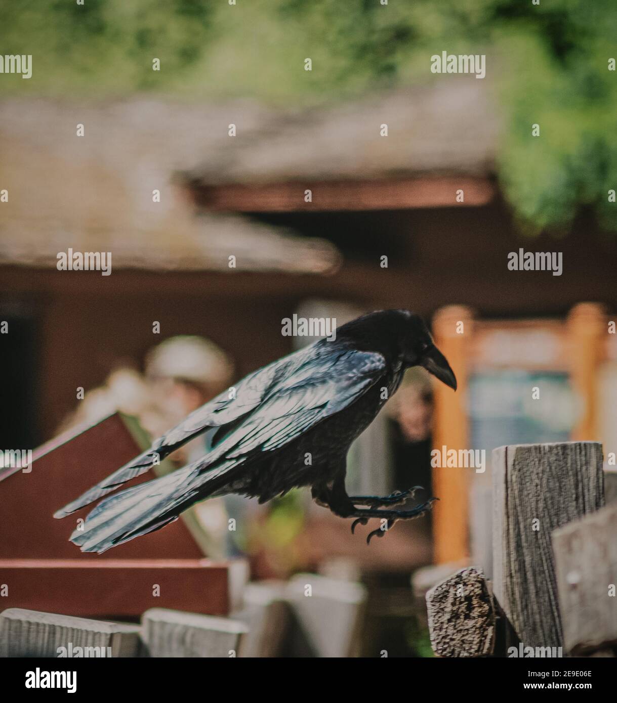 Crow flying backyard garden hi-res stock photography and images - Alamy