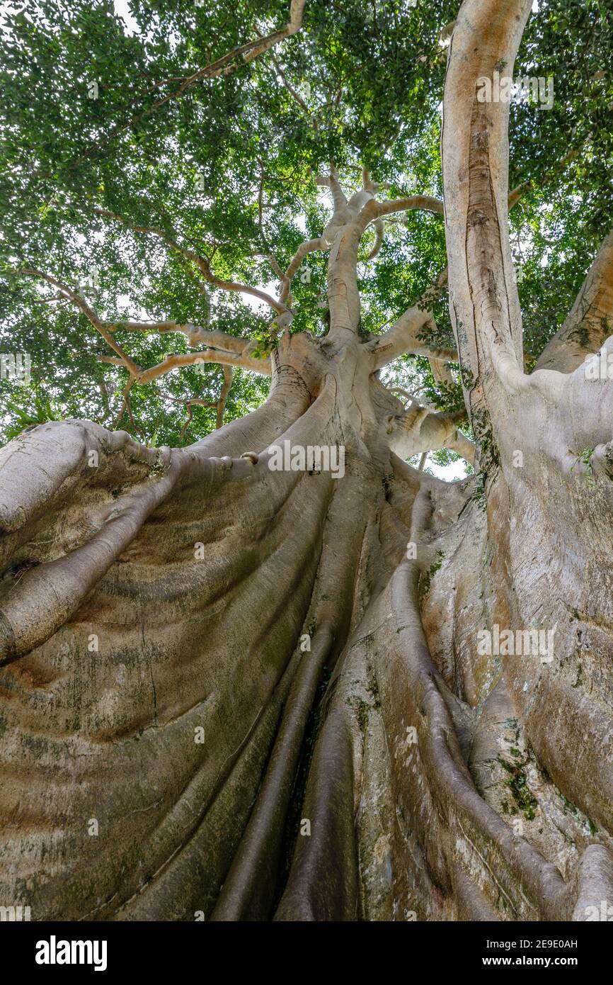 Trunk of a giant ancient Cotton tree or Kapok (Ceiba pentandra) in ...