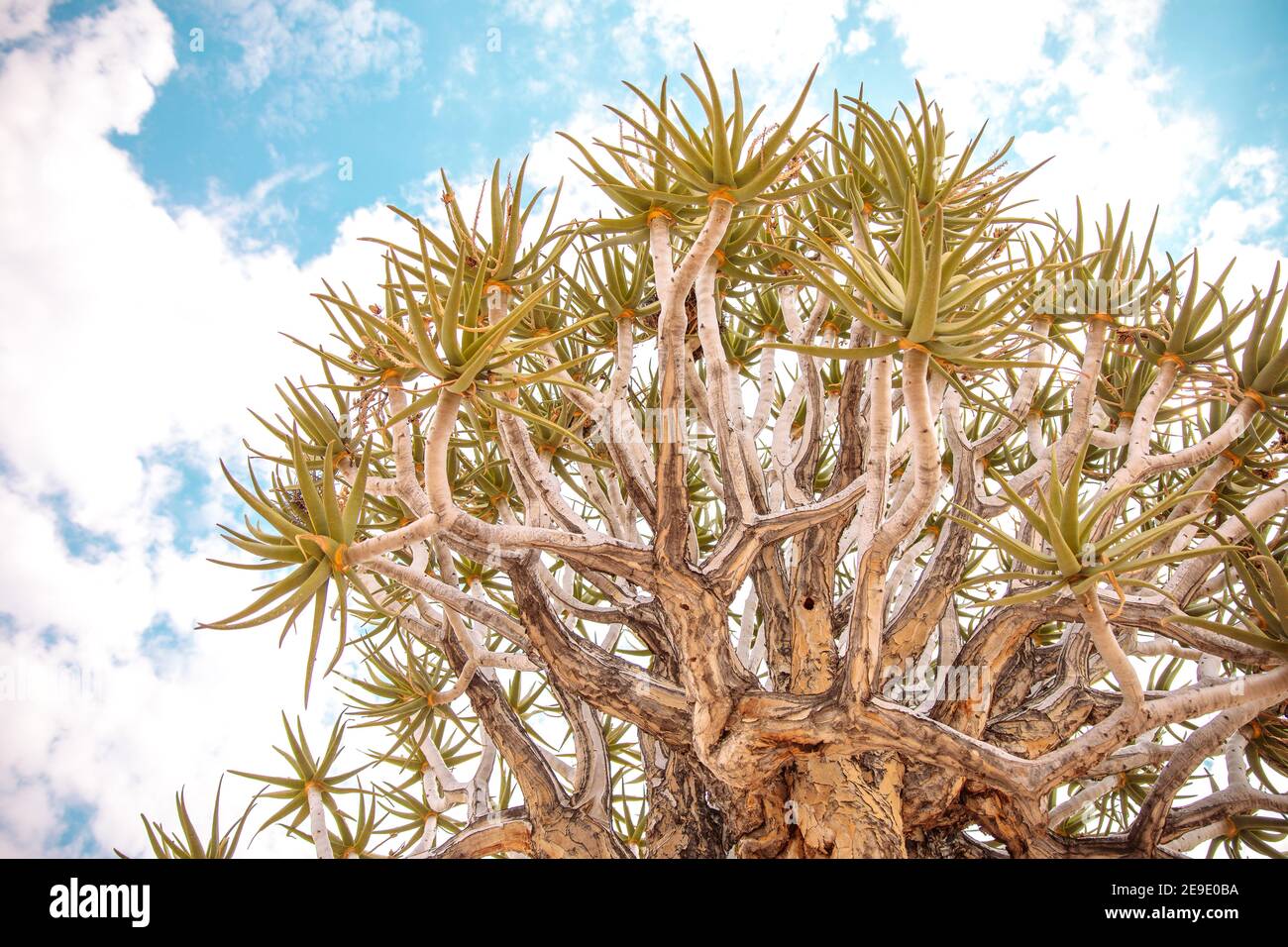Quiver tree forest in South Africa Northern Cape Stock Photo - Alamy