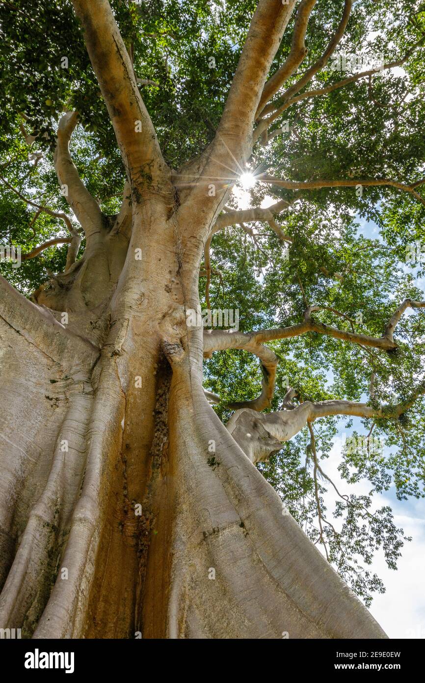 Kapok Tree Roots High Resolution Stock Photography and Images - Alamy