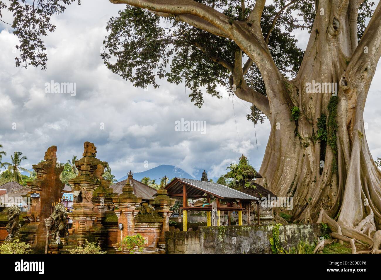 Trunk of a giant ancient Cotton tree or Kapok (Ceiba pentandra) in ...