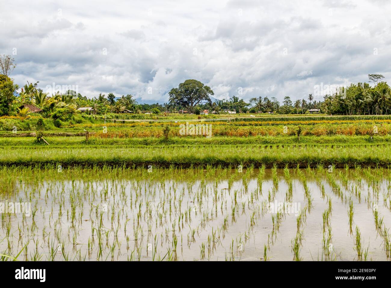 Young rice growing on terraces. Rural landscape. Tabanan, Bali ...