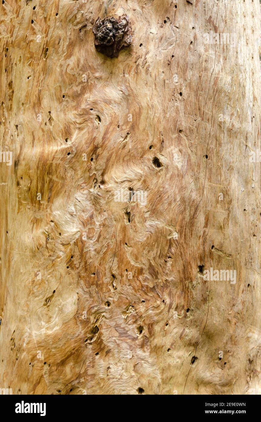 The texture of an old, dry pine tree without bark Stock Photo - Alamy