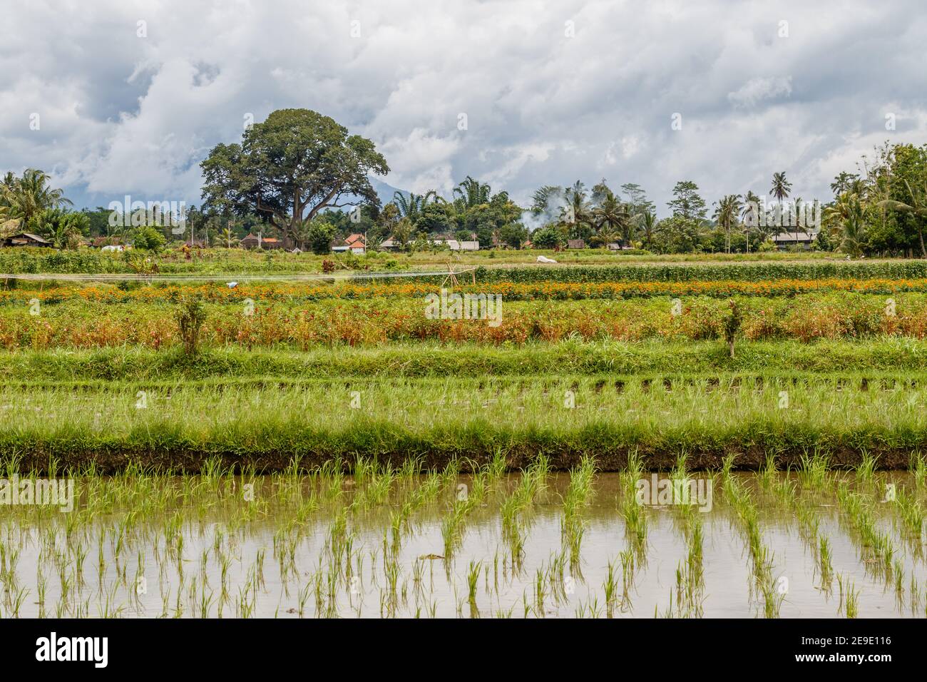 Young rice growing on terraces. Rural landscape. Tabanan, Bali ...