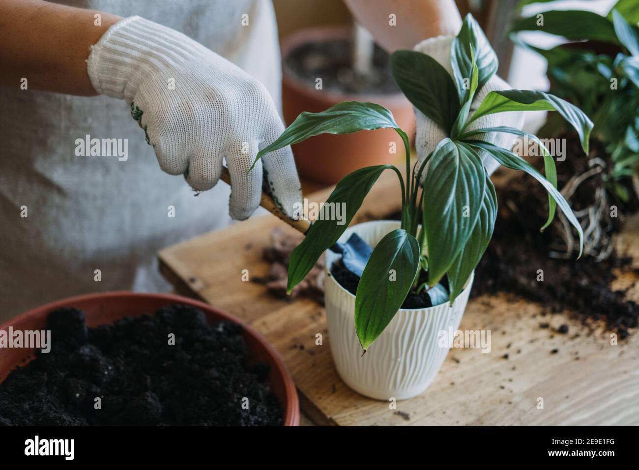 Spring Houseplant Care, Waking Up Indoor Plants for Spring. Woman is ...