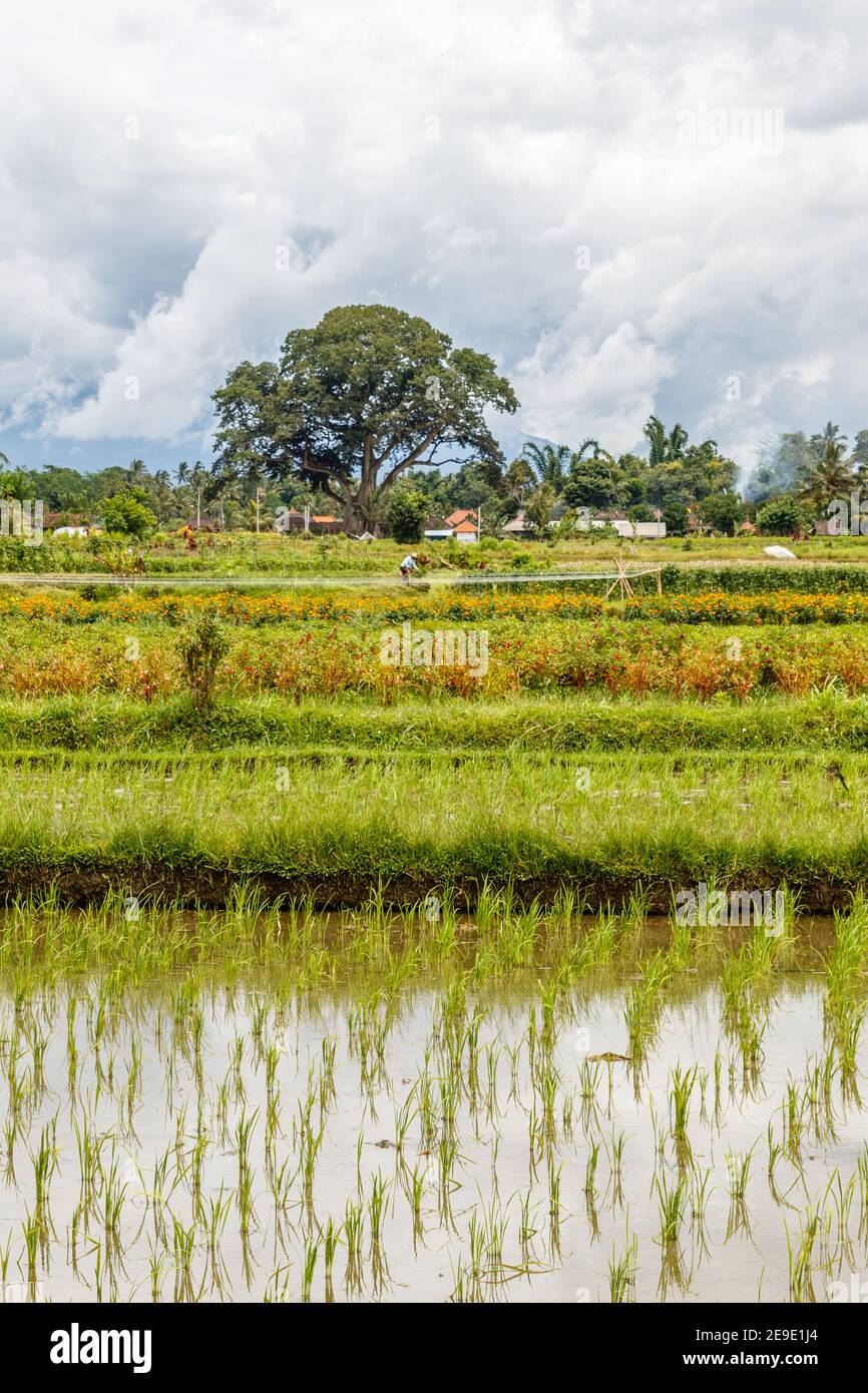 Young rice growing on terraces. Rural landscape. Tabanan, Bali ...
