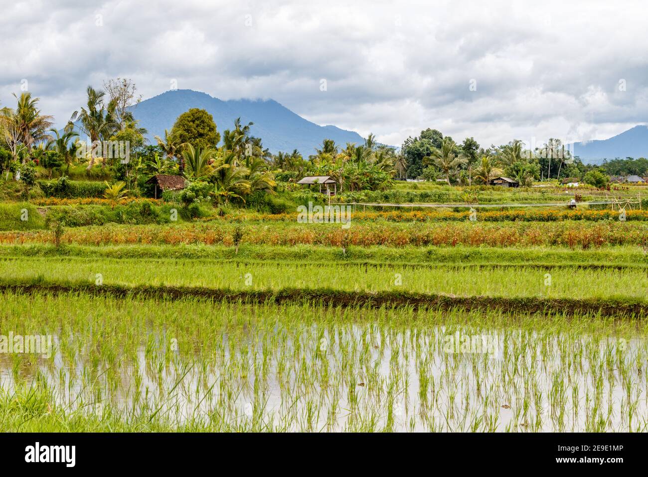 Young rice growing on terraces. Rural landscape. Tabanan, Bali ...