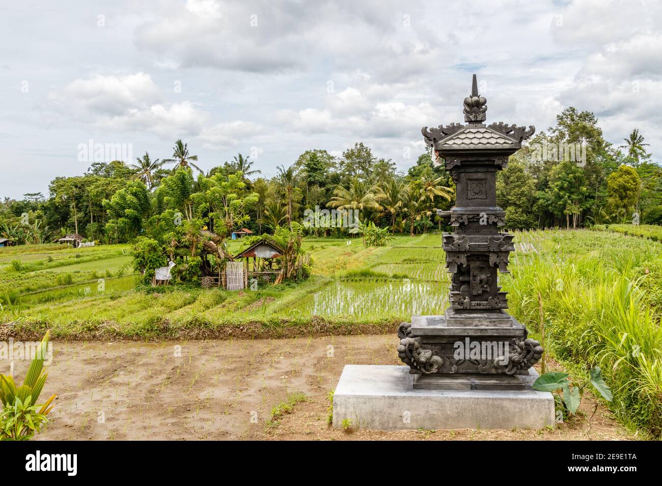 Young rice growing on terraces. Rural landscape. Tabanan, Bali ...