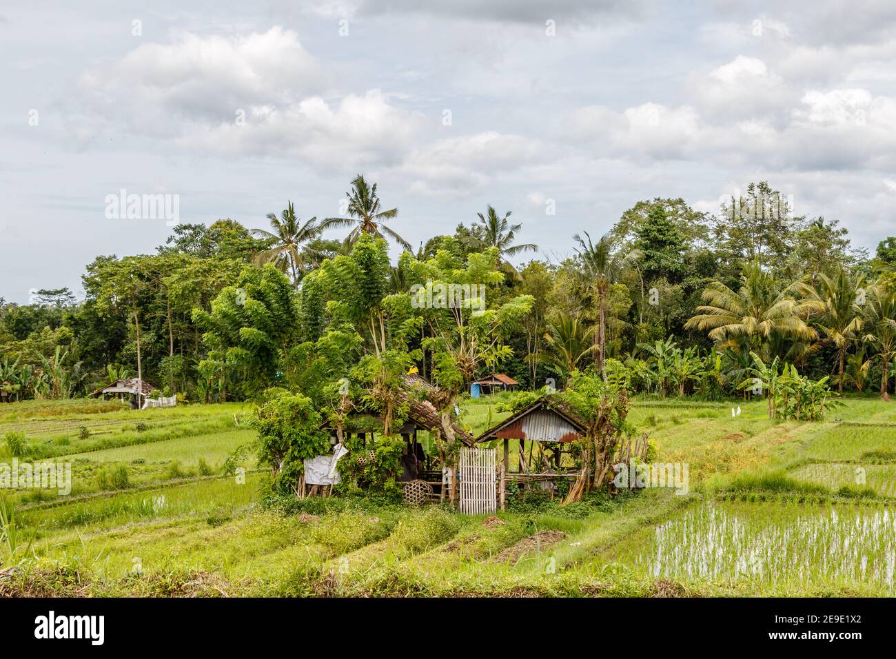 Young rice growing on terraces. Rural landscape. Tabanan, Bali ...
