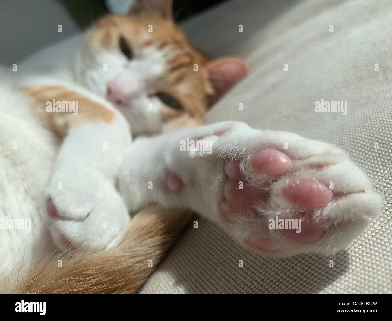 cat hand paw on the coach Stock Photo - Alamy