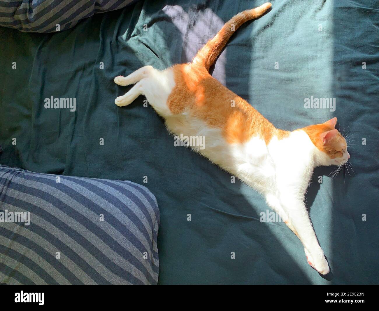 lying cat in the sun bath Stock Photo - Alamy