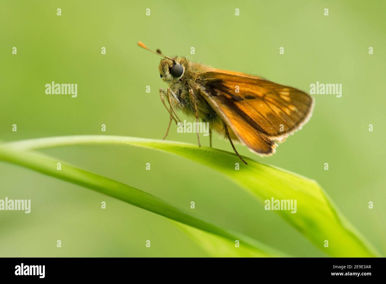 Grass skipper butterflies hi-res stock photography and images - Alamy