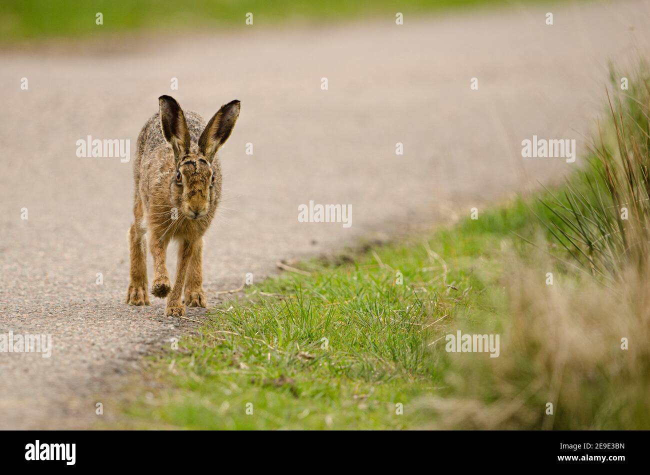Laggan road hi-res stock photography and images - Alamy
