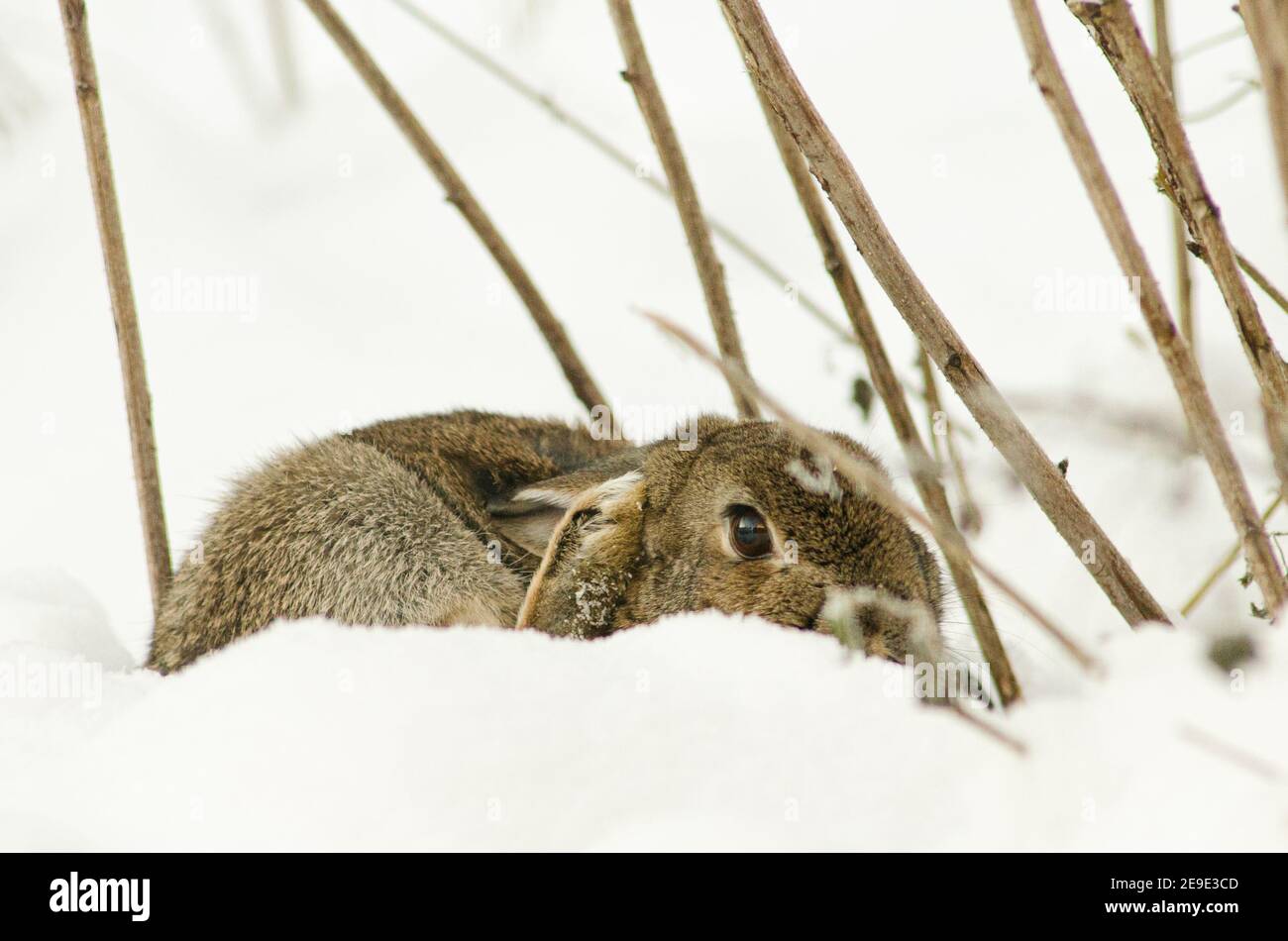 Rabbit resting in snow Stock Photo - Alamy
