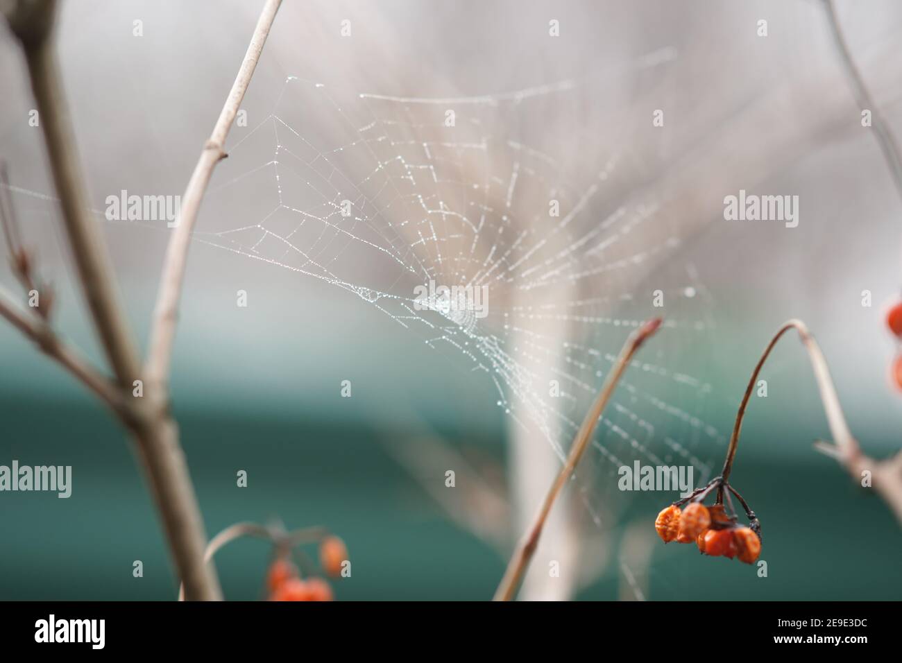Spider web on the hawthorn bush with red berries in blurred bokeh Stock ...