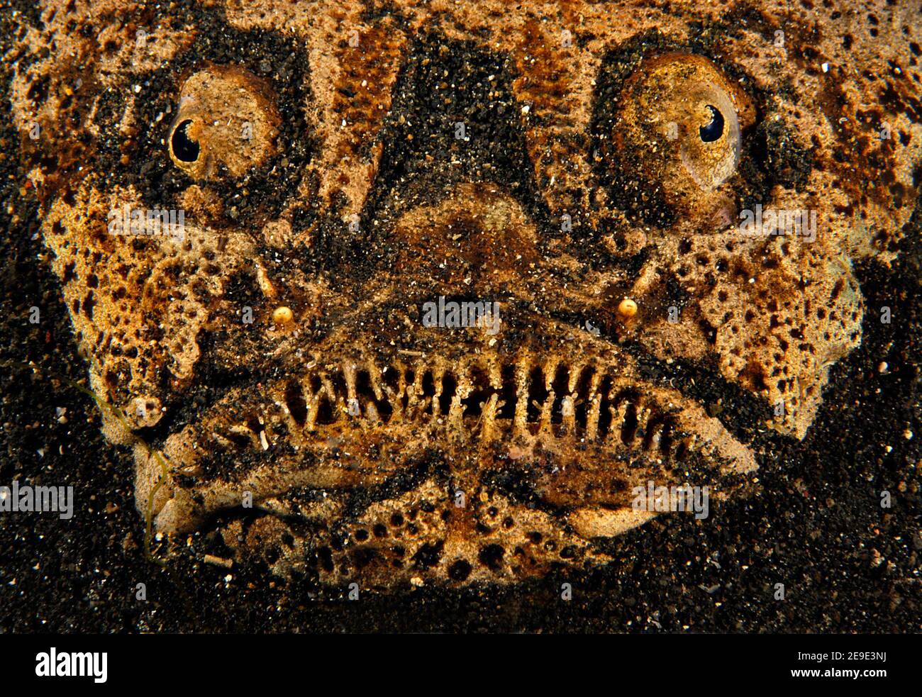 A strange stargazer fish is resting on the top of the sand during the ...