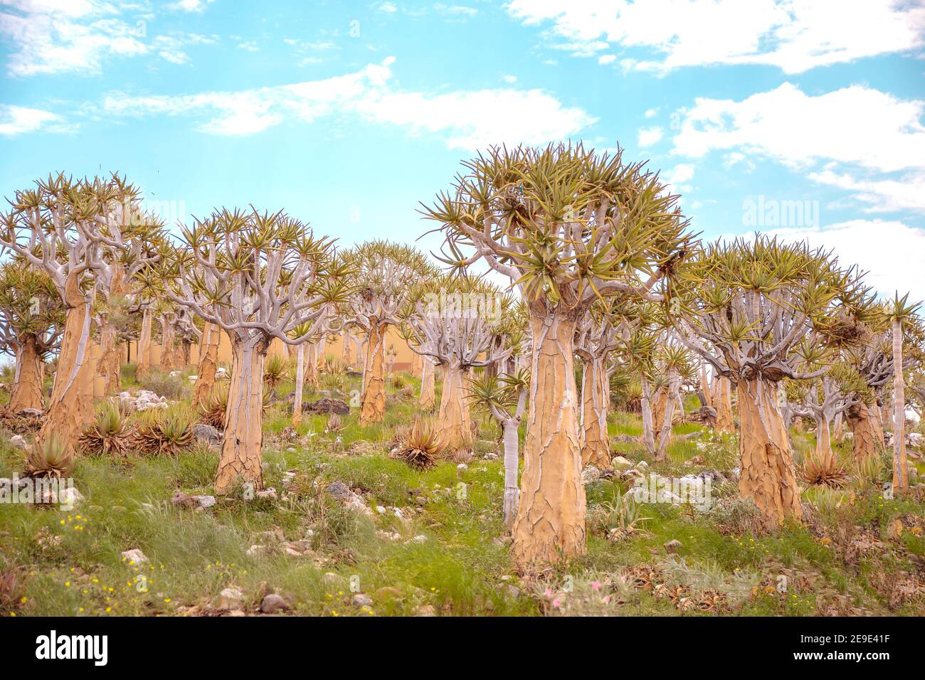 Koger tree hi-res stock photography and images - Alamy