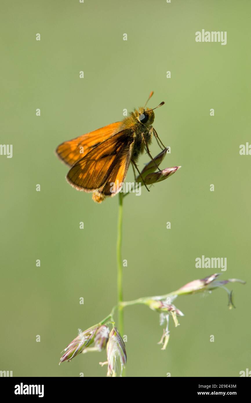 Grass skipper butterflies hi-res stock photography and images - Alamy