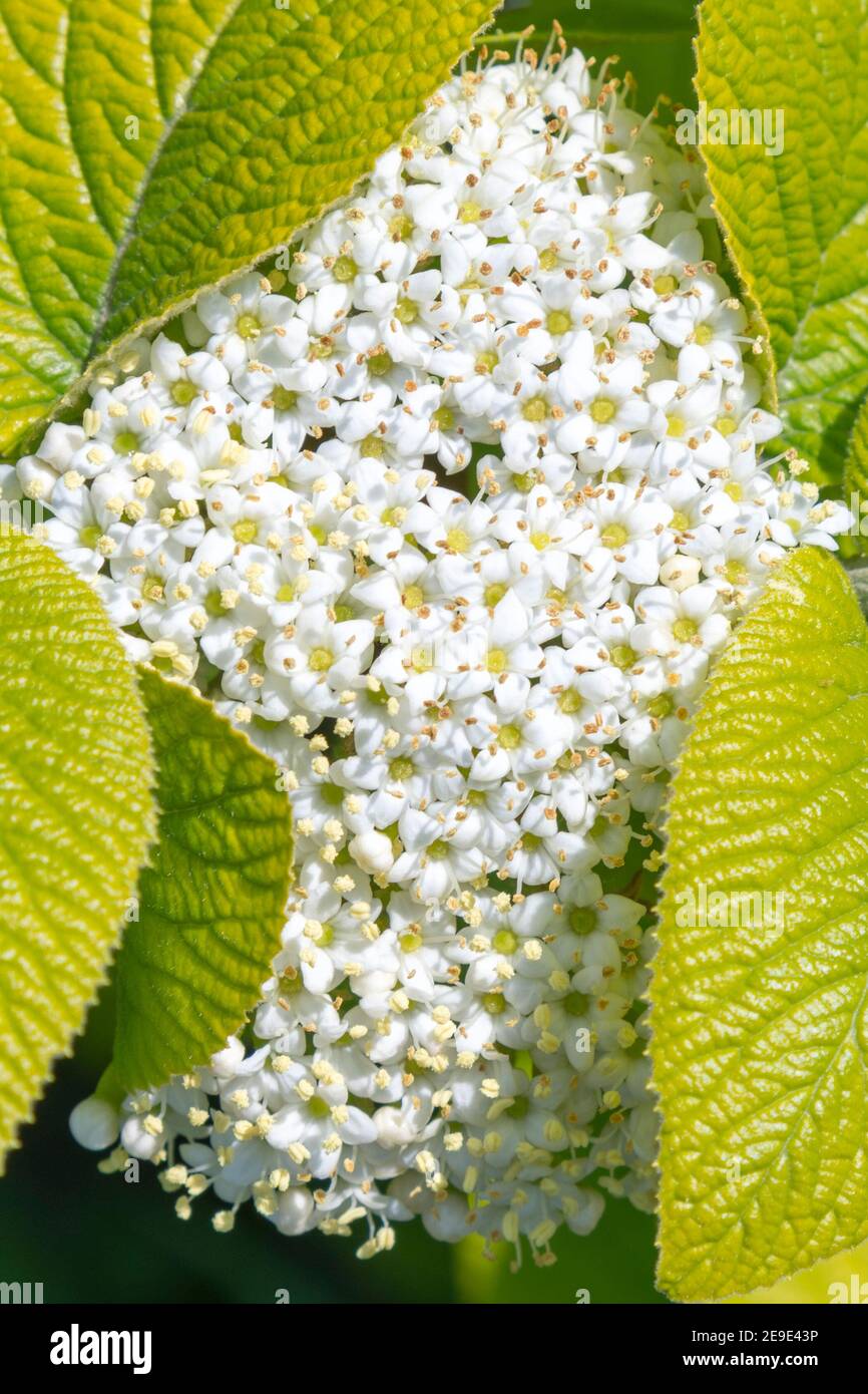 Close up of blooming white crape myrtle flower and buds. Branches of a ...