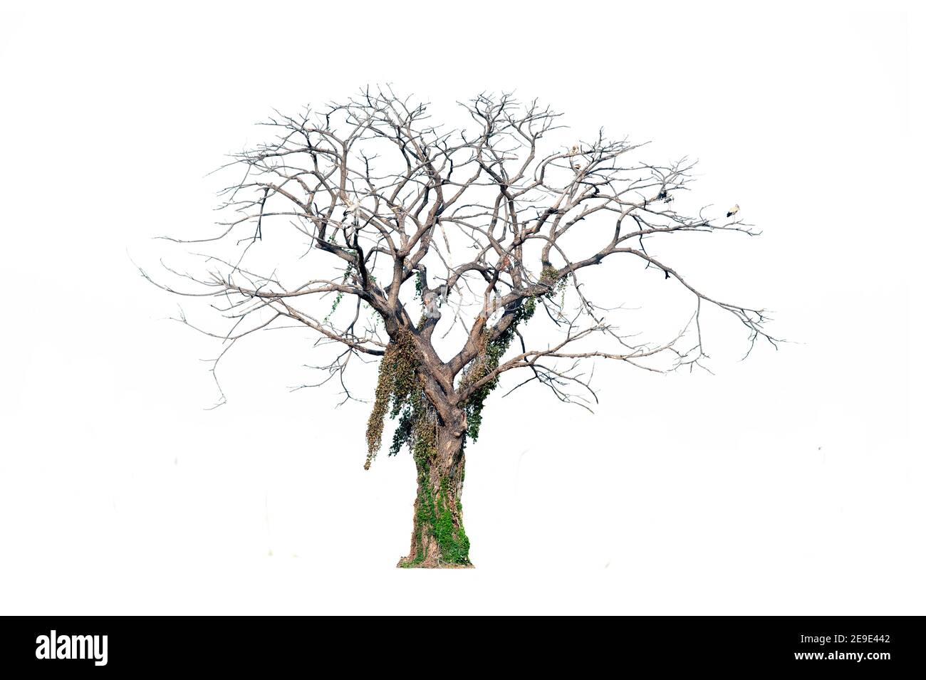 A dead tree with beautiful branches on white background with clipping ...