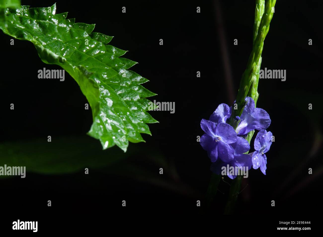 Aglaonema sp hi-res stock photography and images - Alamy