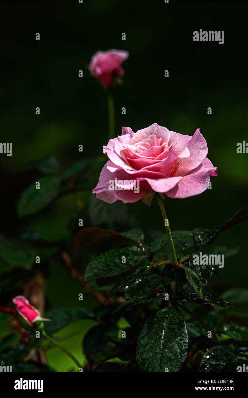 Beautiful Tamora rose flower in garden. Rose flower background. Roses ...