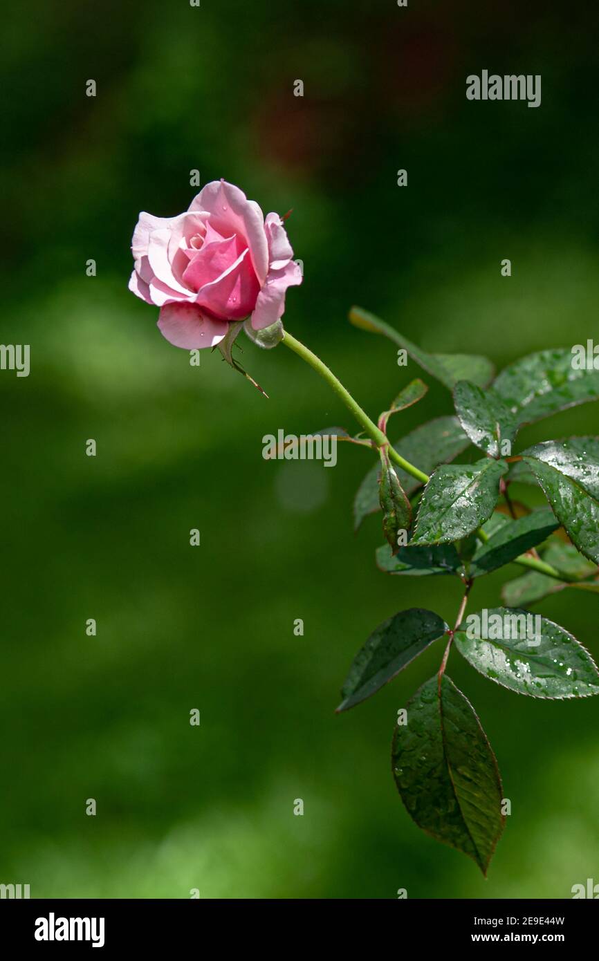Beautiful Tamora rose flower in garden. Rose flower background. Roses ...