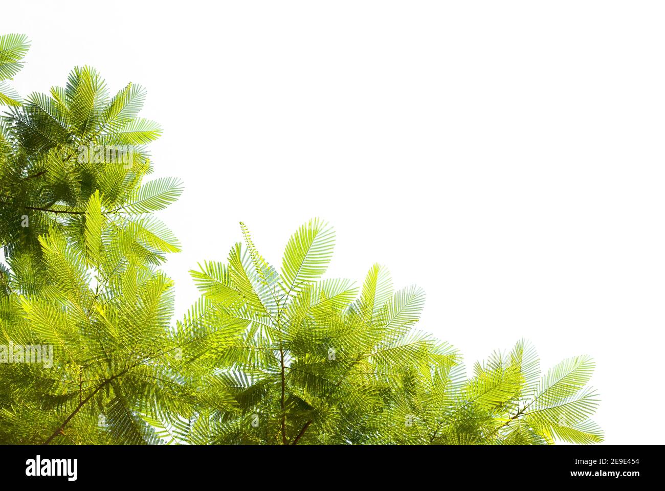 Beautiful tree branches with green leaves on white background with ...