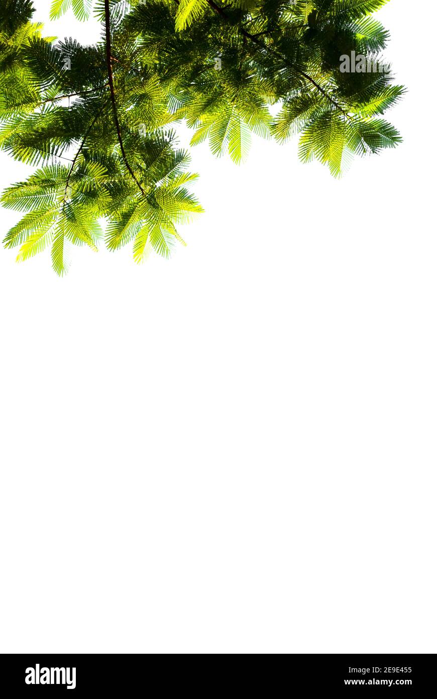 Beautiful tree branches with green leaves on white background with ...