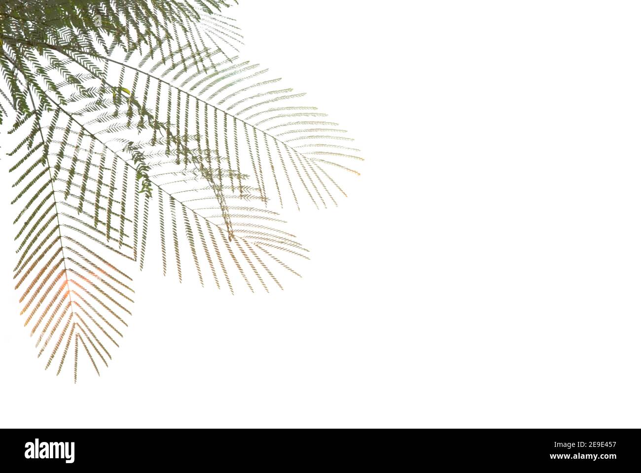 Beautiful tree branches with green leaves on white background with ...