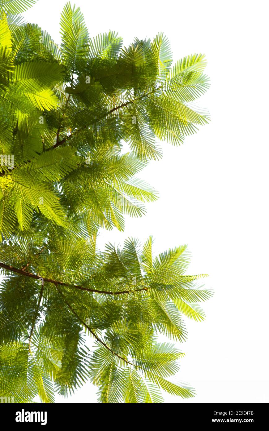 Beautiful tree branches with green leaves on white background with ...