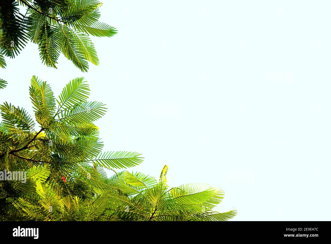 Beautiful tree branches with green leaves on white background with ...