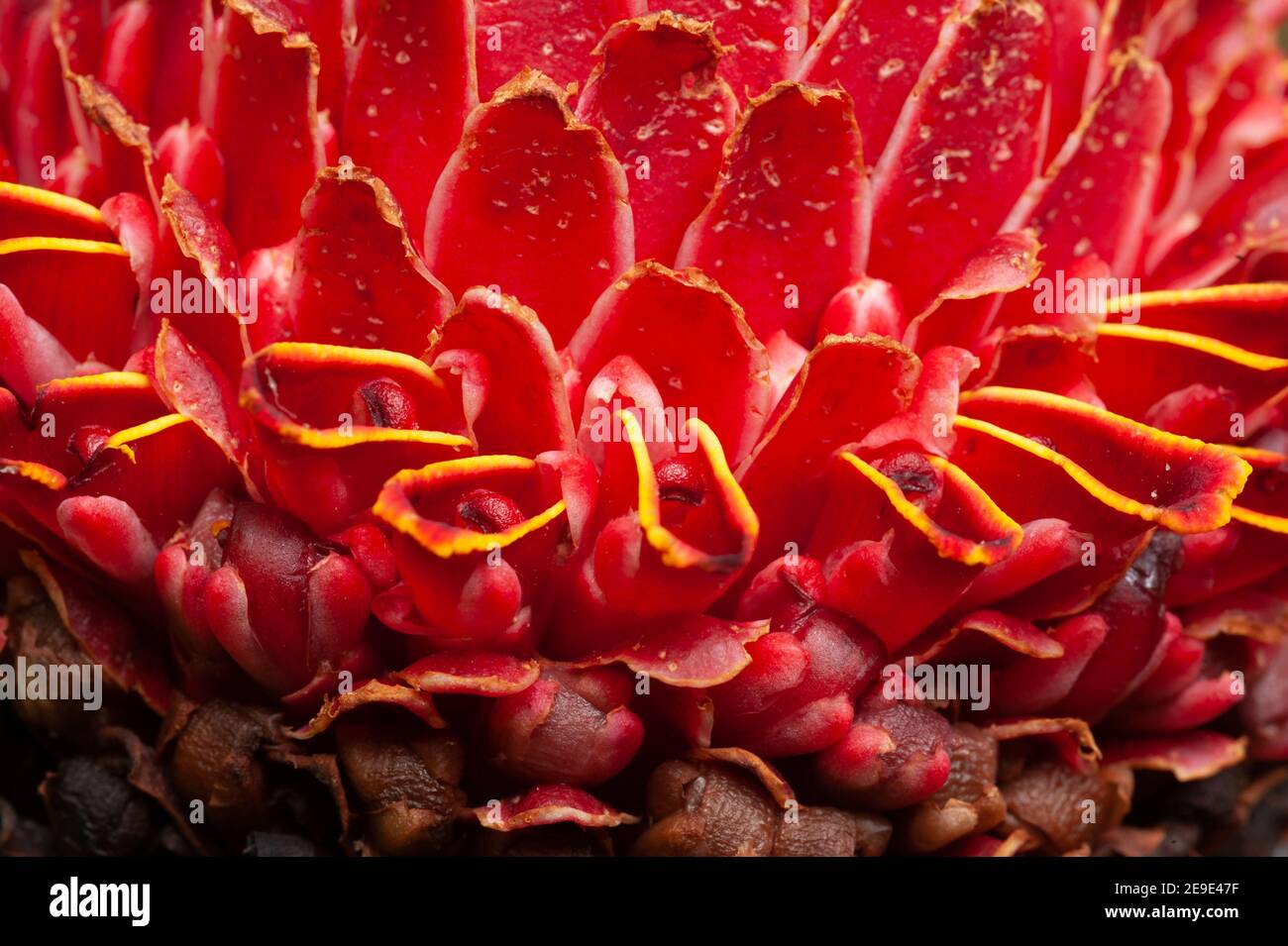 Pink torch ginger lily hi-res stock photography and images - Alamy